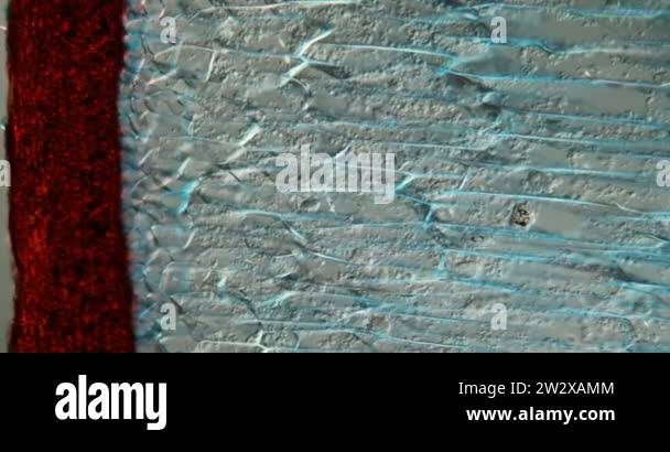 Coconut cross section Stock Videos & Footage - HD and 4K Video Clips ...