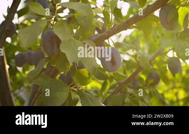 Ripe plums on a branch in the rays of sunlight. Fresh plums is hand ...