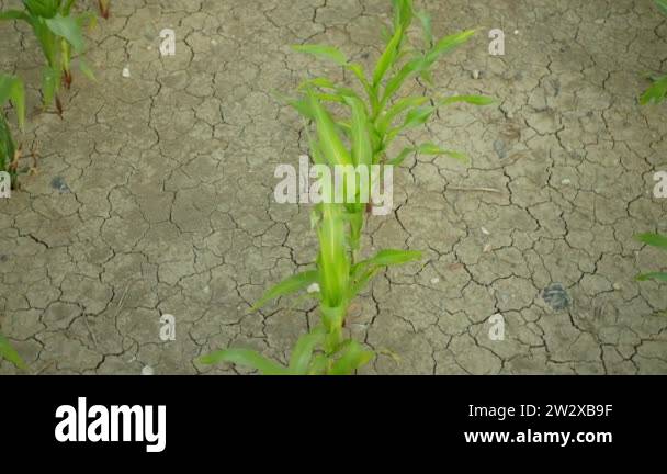 Maize corn drought field land leaves Zea mays, drying up soil, drying ...
