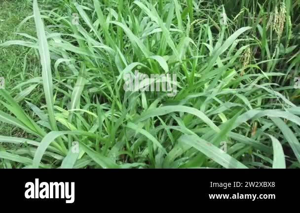 Close up Pennisetum purpureum (Cenchrus purpureus Schumach, Napier ...
