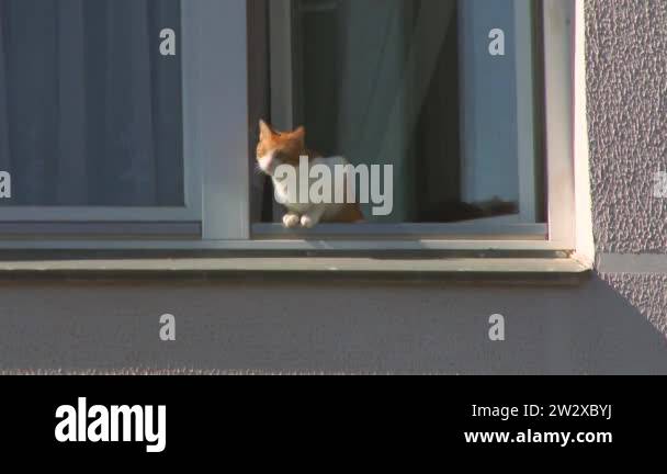 Cat looking staring out of the open window. Orange Tabby cat pawing at ...