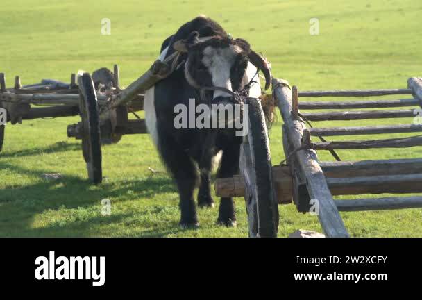 Traditional tumbrel and black yak steer in rural meadow.A tumbrel or ...
