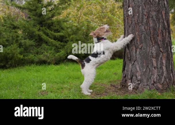 The fox terrier in the park stands on its hind legs, leaning its ...