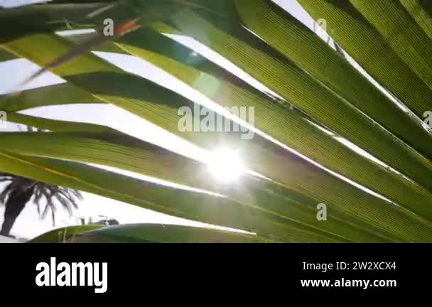 Palm tree leaves shown against sun and blue clear sky. Sun rays pass ...