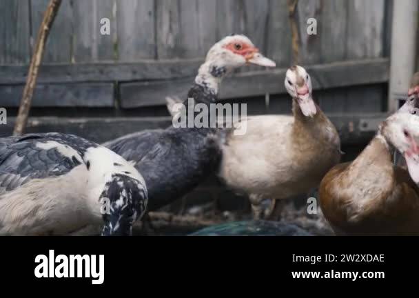 Unusual farm animal Stock Videos & Footage - HD and 4K Video Clips - Alamy