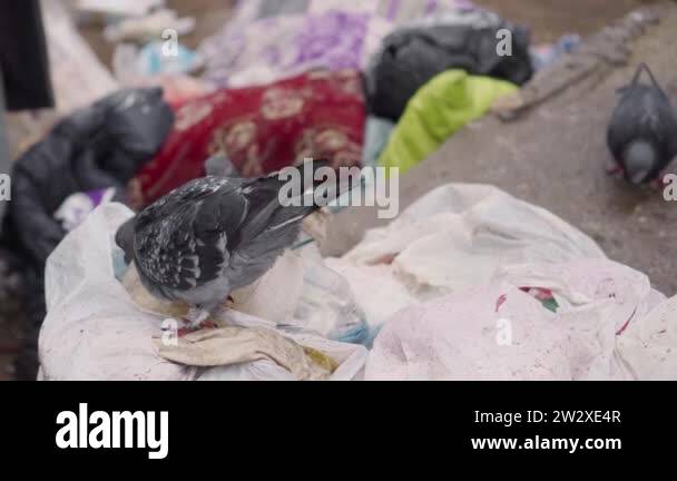 Plastic pigeons Stock Videos & Footage - HD and 4K Video Clips - Alamy