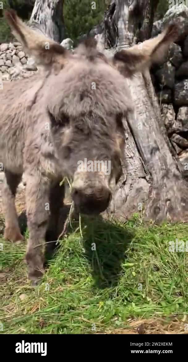 Happy donkey Stock Videos & Footage - HD and 4K Video Clips - Alamy