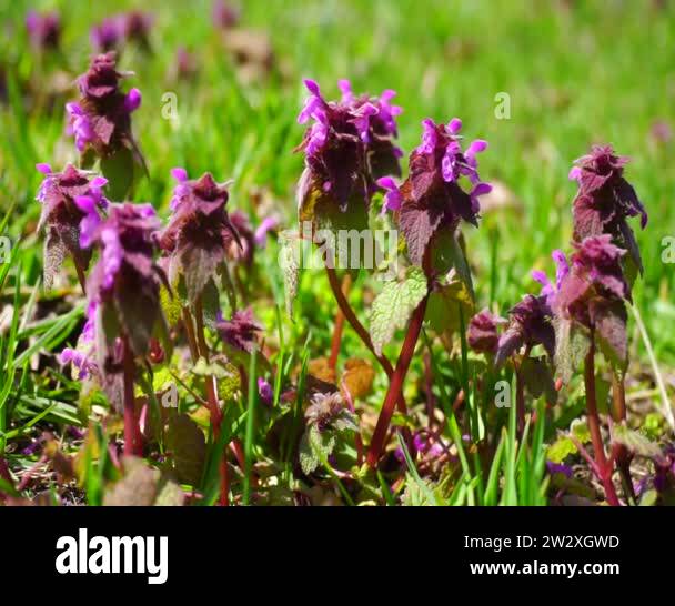 Videophone with spring flowers. Pollination of spring flowers by ...