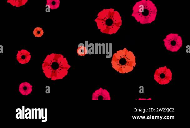 Poppy flowers on cross Stock Videos & Footage - HD and 4K Video Clips ...