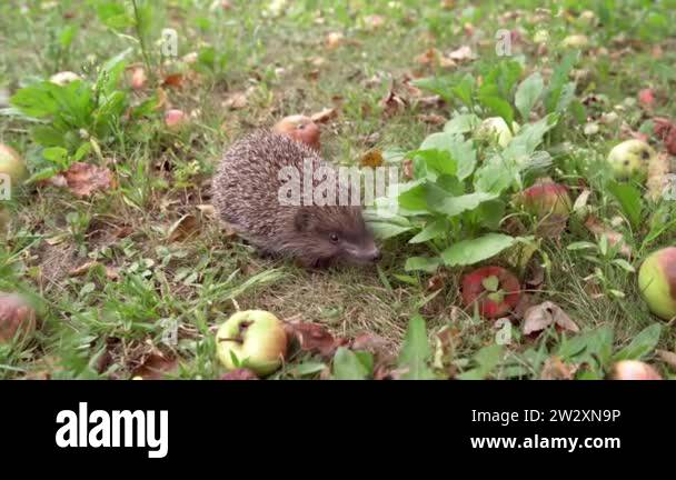 Spiky animal Stock Videos & Footage - HD and 4K Video Clips - Alamy