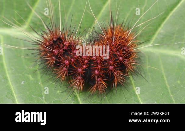 Plant with tiger leaves Stock Videos & Footage - HD and 4K Video Clips ...