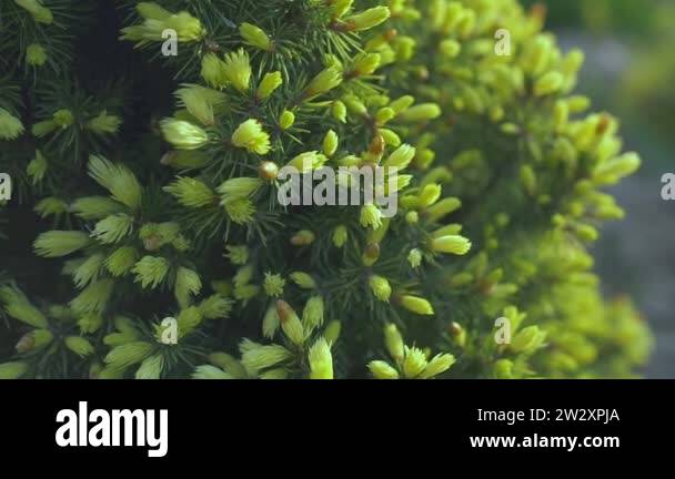 Conica tree Stock Videos & Footage - HD and 4K Video Clips - Alamy