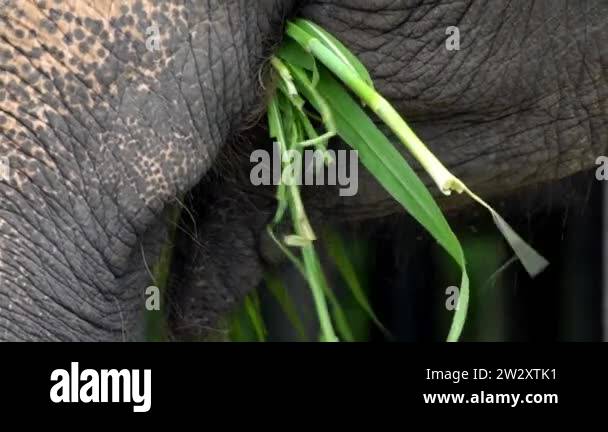 Slow Motion of Elephant without tusk is eating grass. Close up of an ...