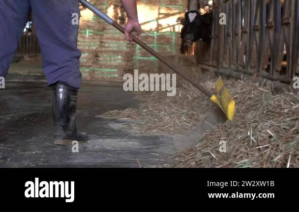 Slow Motion of dairy farmer cleaning a modern stable, while cows is ...