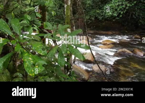 Plant and tree in the raining morning at Sungai sedim, recreational ...
