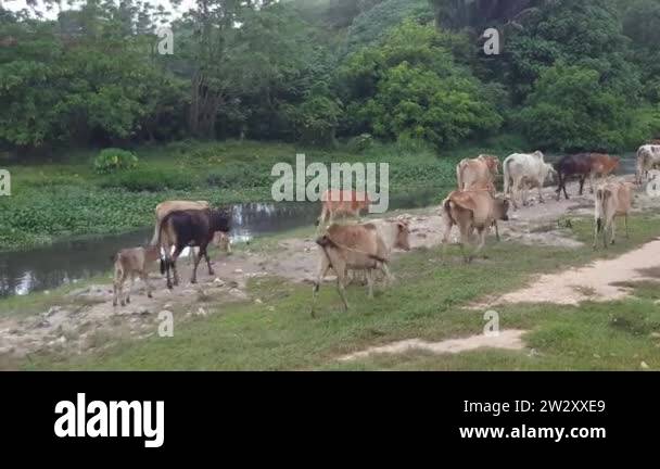 Breastfeeding of a cow mother while follow a group of cow go outdoor at ...