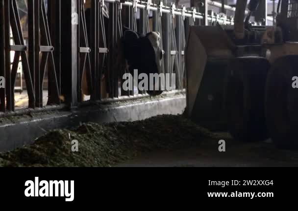 Dairy farmer driving tractor in modern stable. Peasant work with ...