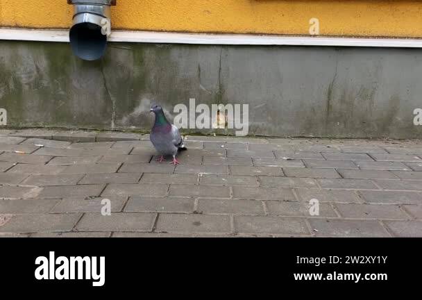 Yellow dove bird Stock Videos & Footage - HD and 4K Video Clips - Alamy