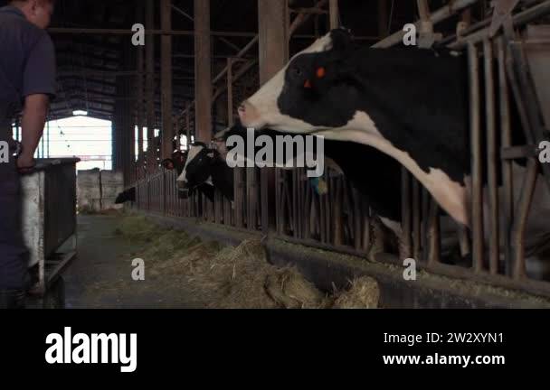 Cattle taiwan Stock Videos & Footage - HD and 4K Video Clips - Alamy