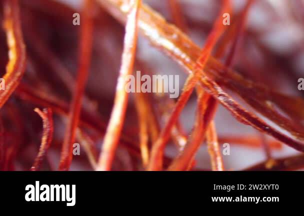 Red stigma Stock Videos & Footage - HD and 4K Video Clips - Alamy