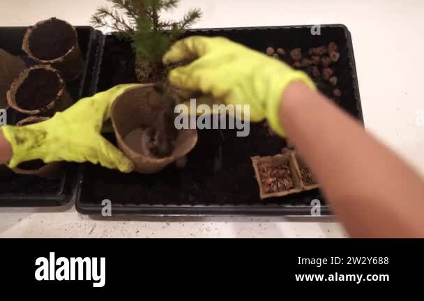 planting a plant in a peat pot, women's hands first put stones in the ...