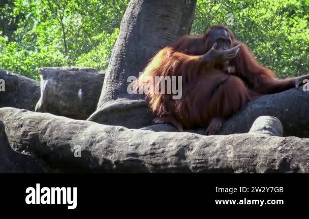 4K, Mother and baby bornean orangutan in the forest. An adult female ...