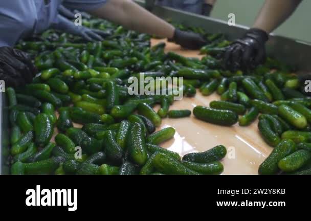 Unrecognisable workers sorting cucumbers. Preserving Cucumber. Canned ...
