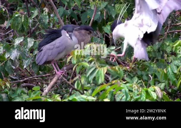 Slow Motion of an adult bird Nycticorax, black-crowned night heron ...