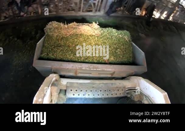 4K, Dairy farmer driving tractor in modern stable. Peasant work with ...