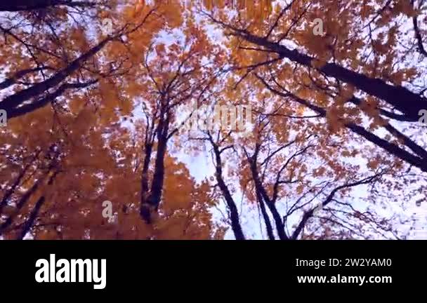 Dizzy turning Stock Videos & Footage - HD and 4K Video Clips - Alamy