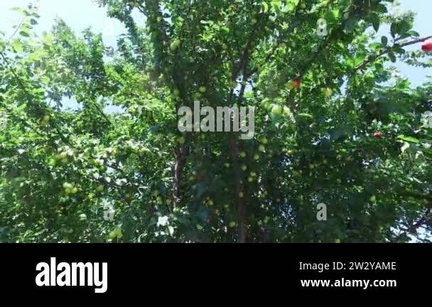 Sweet gean Stock Videos & Footage - HD and 4K Video Clips - Alamy