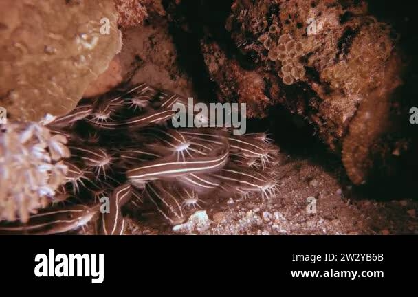 Underwater Red Sea Catfish Stock Video Footage - Alamy