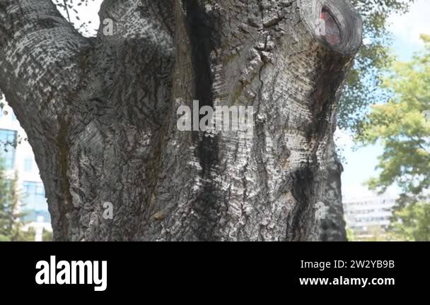 Birch bark white betula Stock Videos & Footage - HD and 4K Video Clips ...