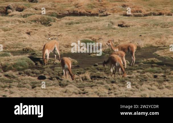 Guanacos chile Stock Videos & Footage - HD and 4K Video Clips - Alamy