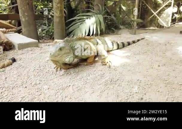 Iguanids Stock Videos & Footage - HD and 4K Video Clips - Alamy