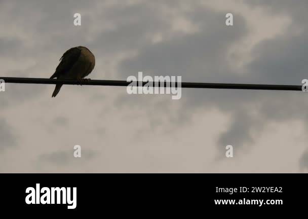 A bird resting on a strand of electric line and the cloud sky in the ...