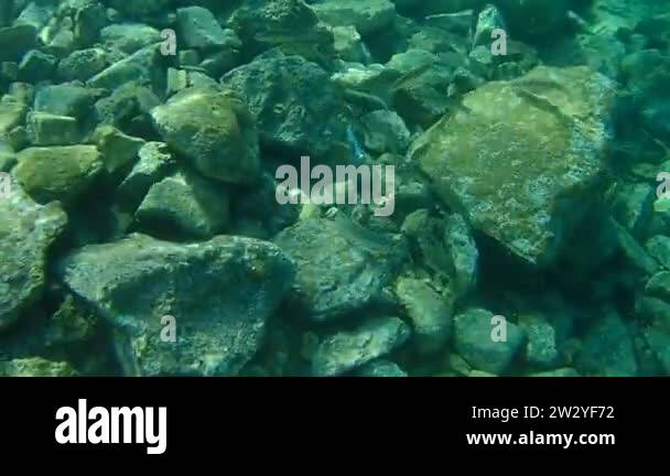 The flathead grey mullet, flathead mullet, striped mullet, black mullet ...