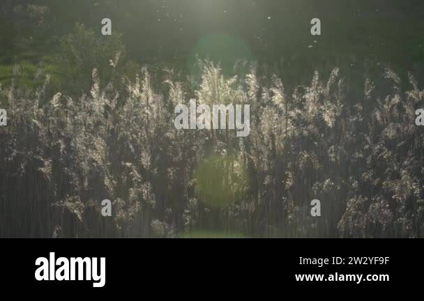 Weed reduction Stock Videos & Footage - HD and 4K Video Clips - Alamy