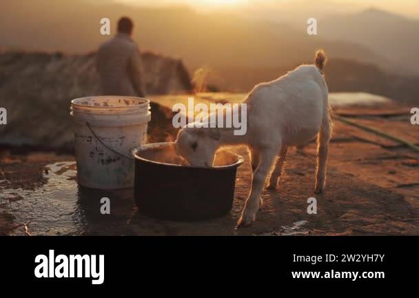 Asia goat nepal nature Stock Videos & Footage - HD and 4K Video Clips ...