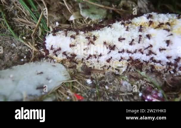 salvador, bahia, brazil - january 6, 2021: movement of leaf-cutting ...