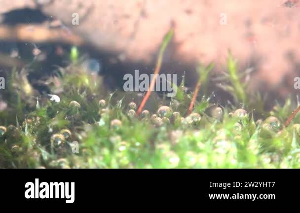 Active underwater life in swamps green algae, Daphnia magna, planktonic ...