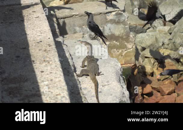 Crows rock Stock Videos & Footage - HD and 4K Video Clips - Alamy