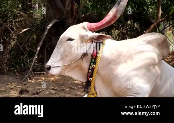 Indian bull in Stock Videos & Footage - HD and 4K Video Clips - Alamy