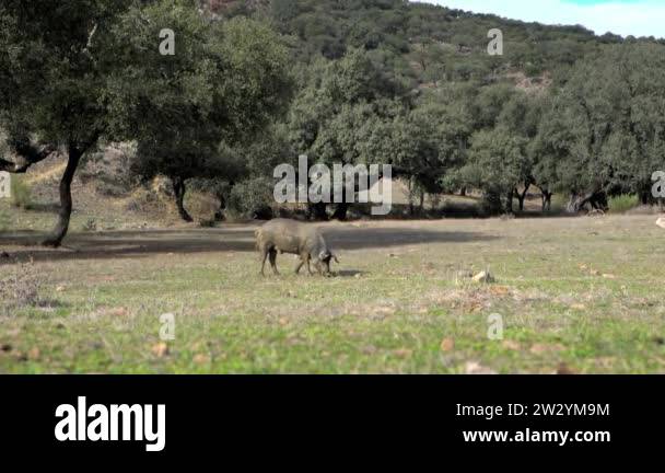 4K, Black Iberian pigs grazing through the oak trees in grassland ...