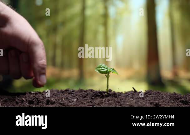 Process of plants cultivation on field plantations, farmer planting ...