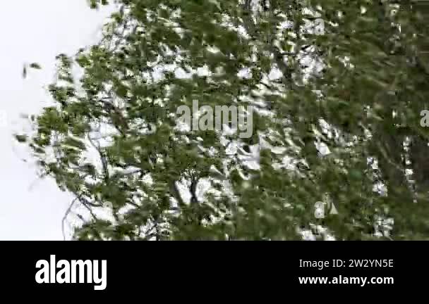 The crown of a tree sways in a strong wind. The leaves tremble under ...