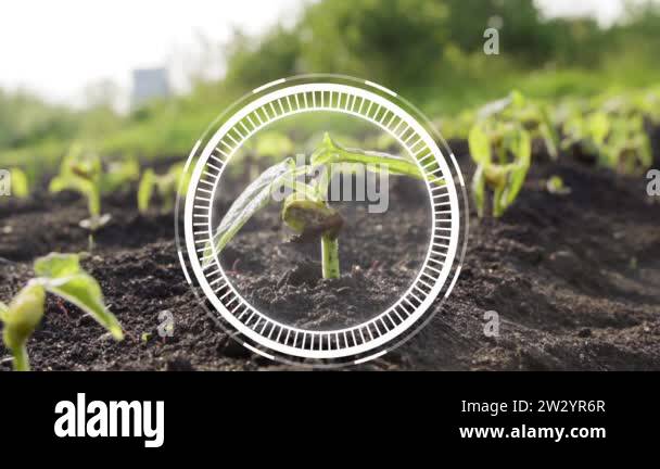 Smart farm technology for detection and control system for sprout plant ...