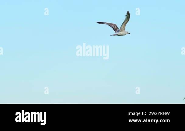 Air animal Stock Videos & Footage - HD and 4K Video Clips - Alamy