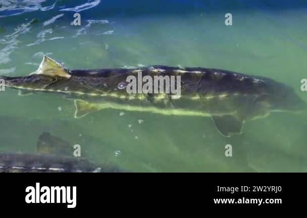 Live active sturgeon on the farm at Kibbutz Dan. Israel. This is the ...