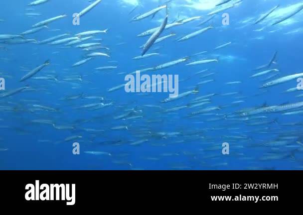 Scuba diving in Majorca - Big school of barracuda fish in shallow water ...